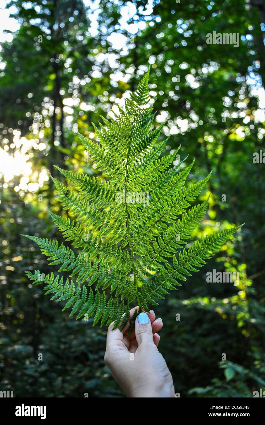 Forest cottagecore hi-res stock photography and images - Alamy