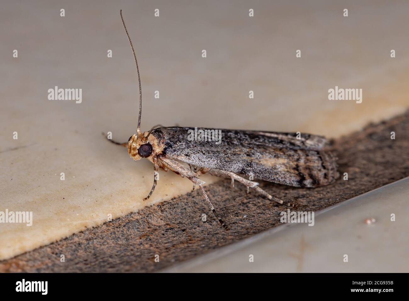 Knot horn moth hi-res stock photography and images - Alamy