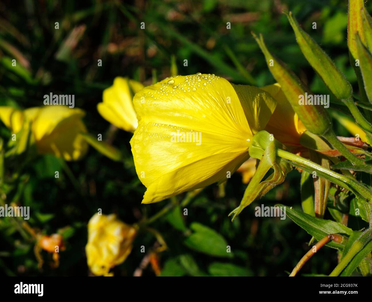 A view of the flower of the Common Evening-primrose, Oenothera biennis ...