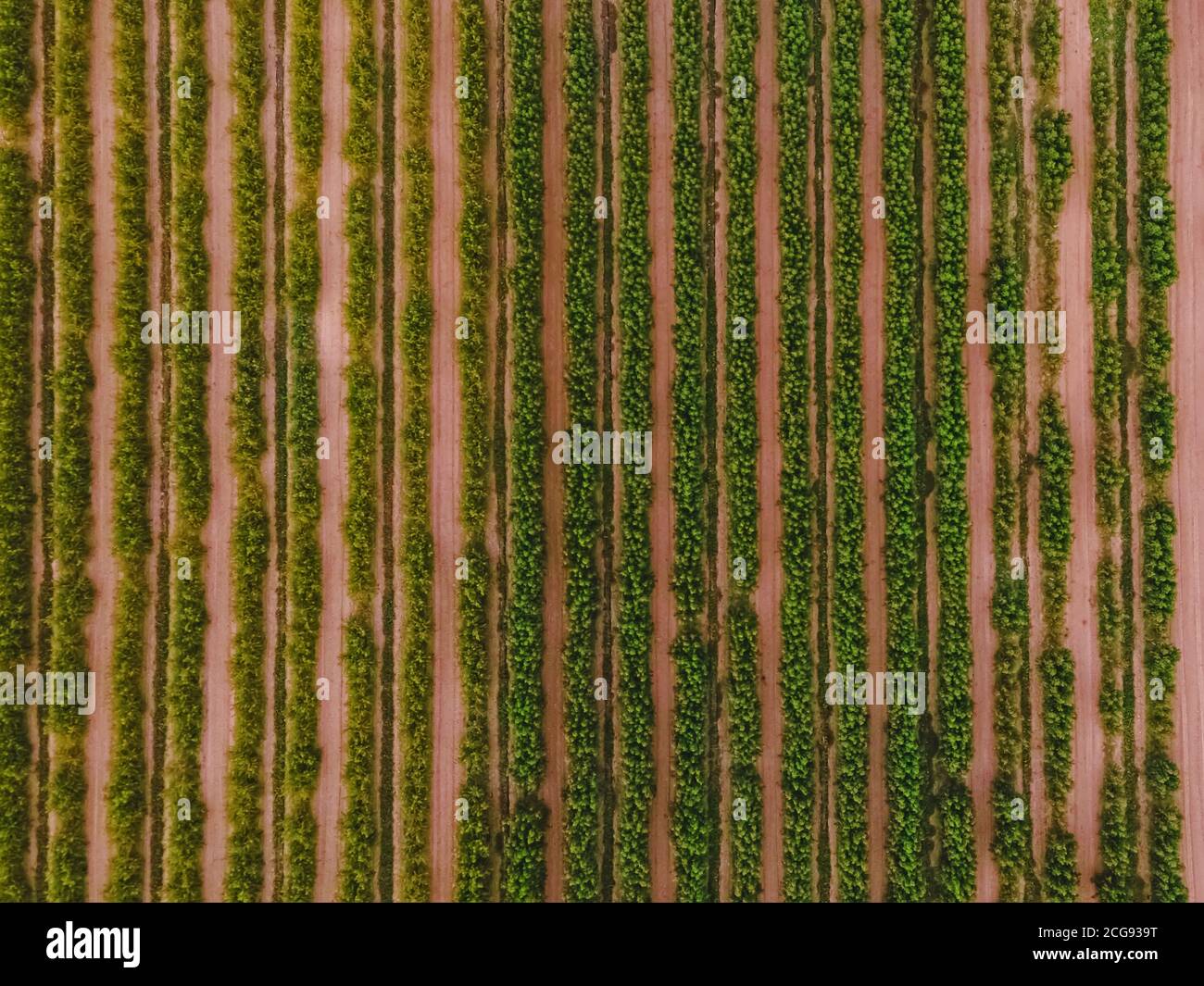 Aerial view over vineyard fields. Rows of grape vines with green leaves ...