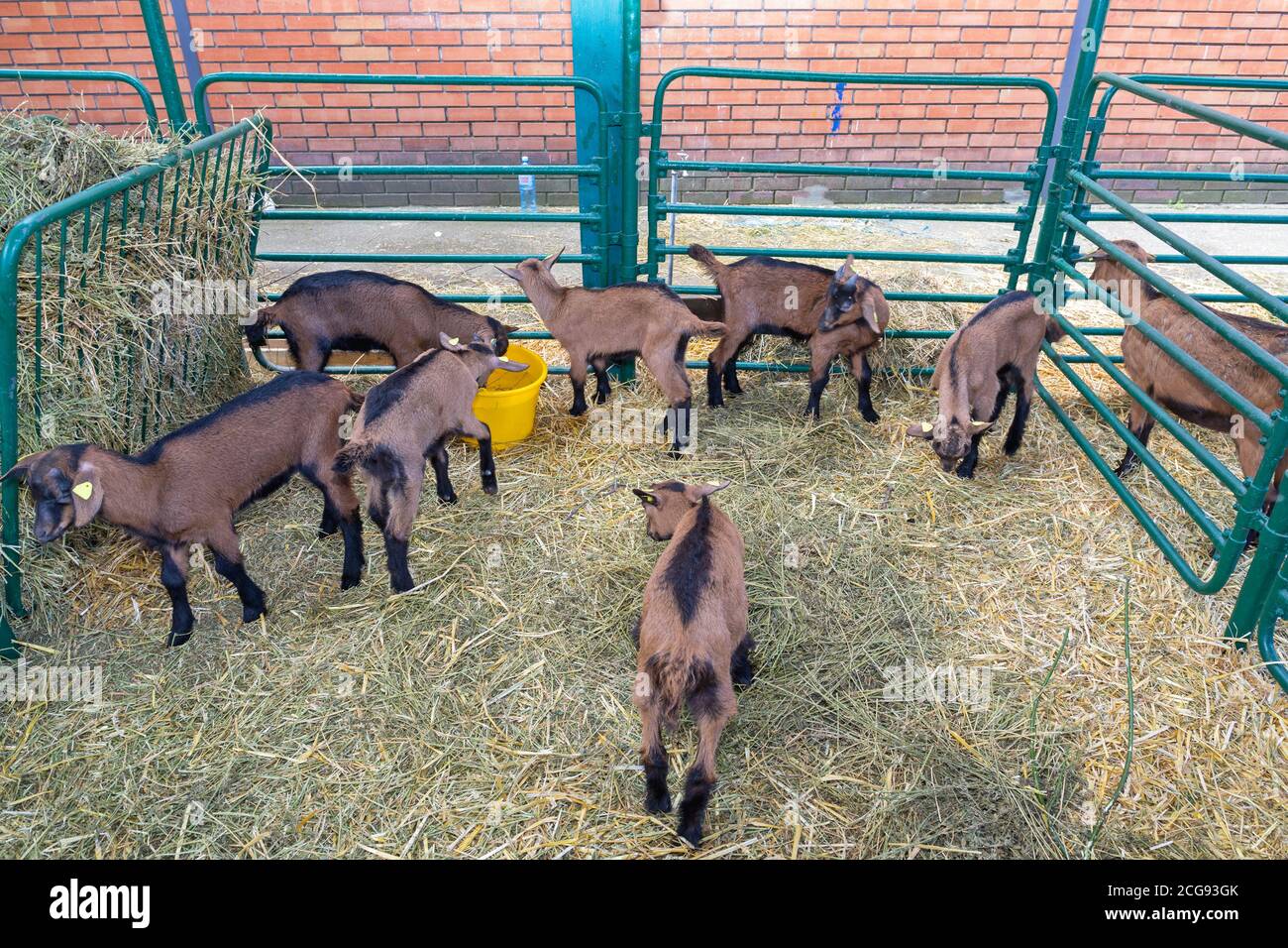 Brown goats in husbandry at animal farm hi-res stock photography and ...