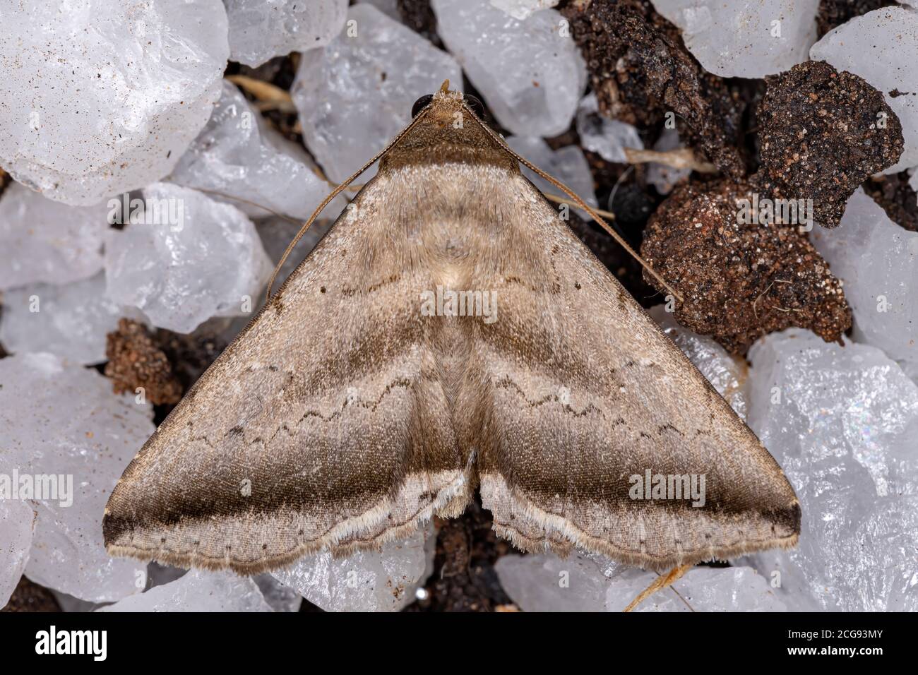Underwing Moth of the Family Erebidae Stock Photo - Alamy
