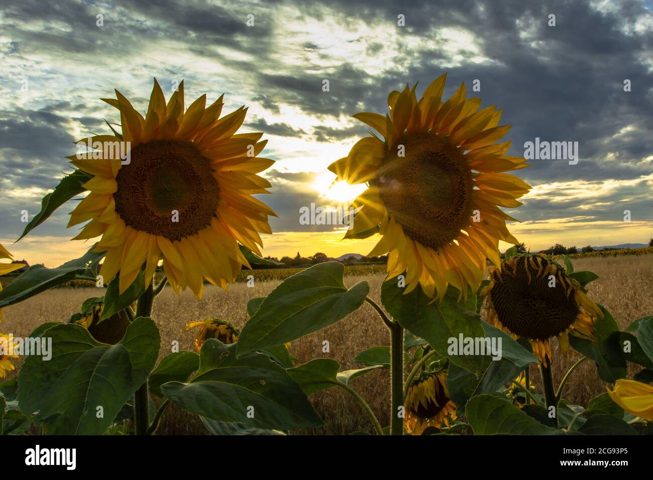 Sunny sunflower field hi-res stock photography and images - Alamy