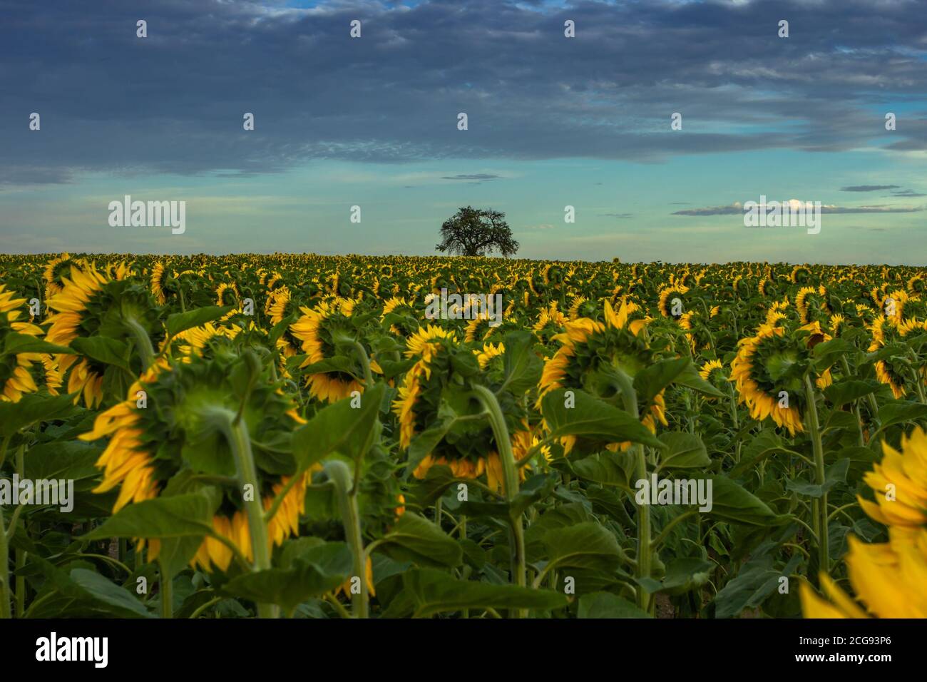 Sunflower field landscape hi-res stock photography and images - Alamy