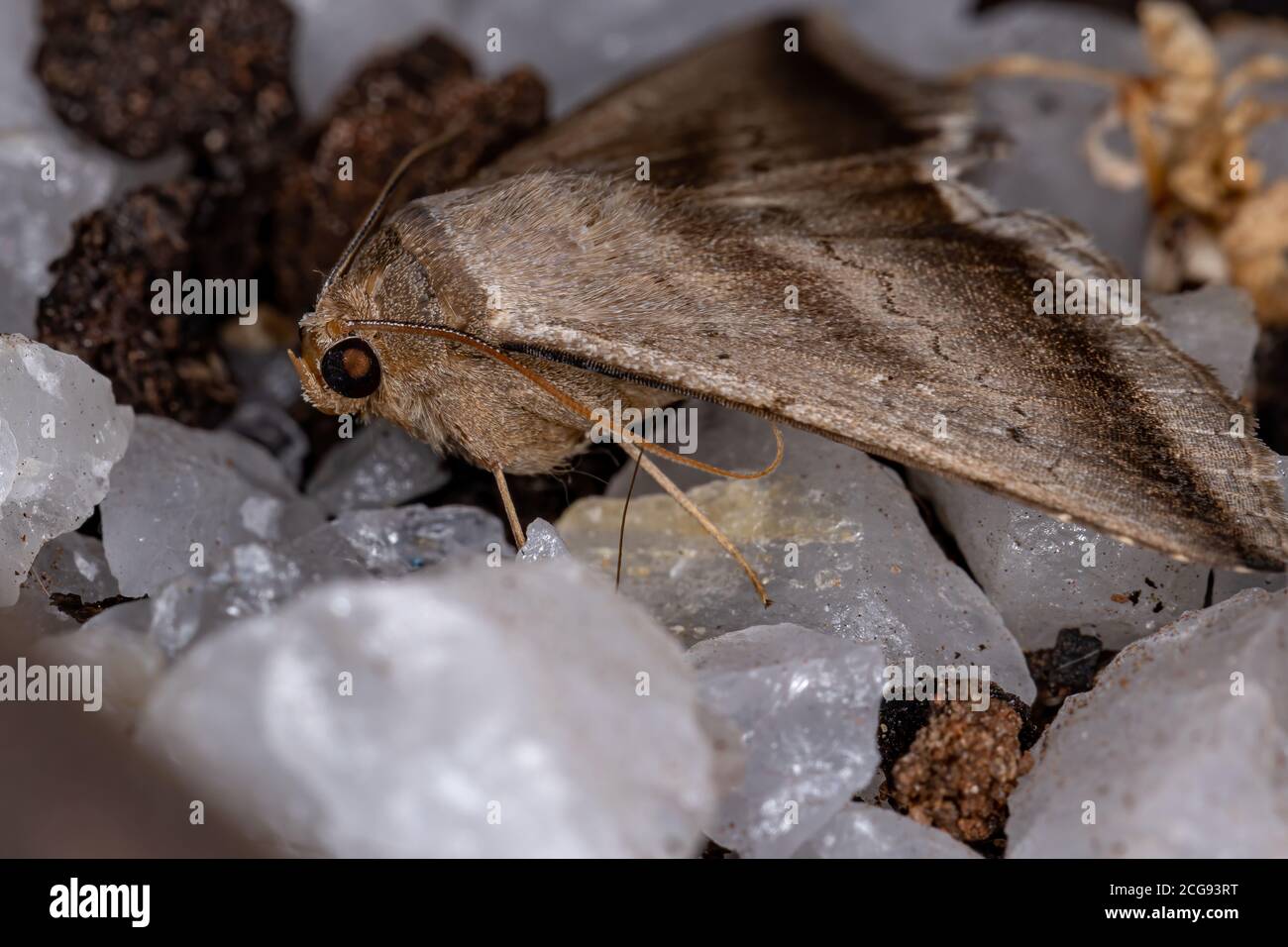 Underwing Moth of the Family Erebidae Stock Photo - Alamy