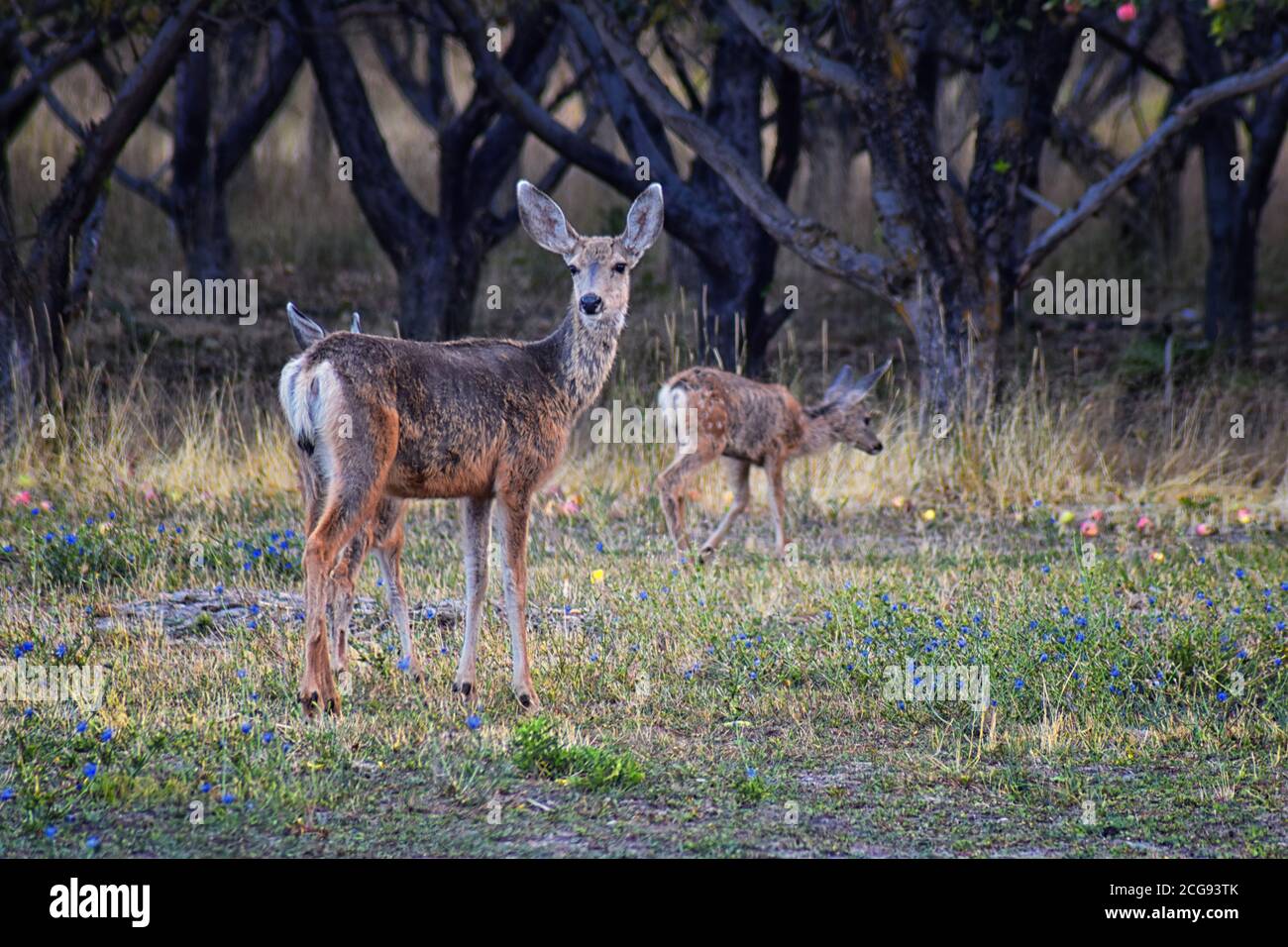 Mule Deer Utah High Resolution Stock Photography and Images - Alamy