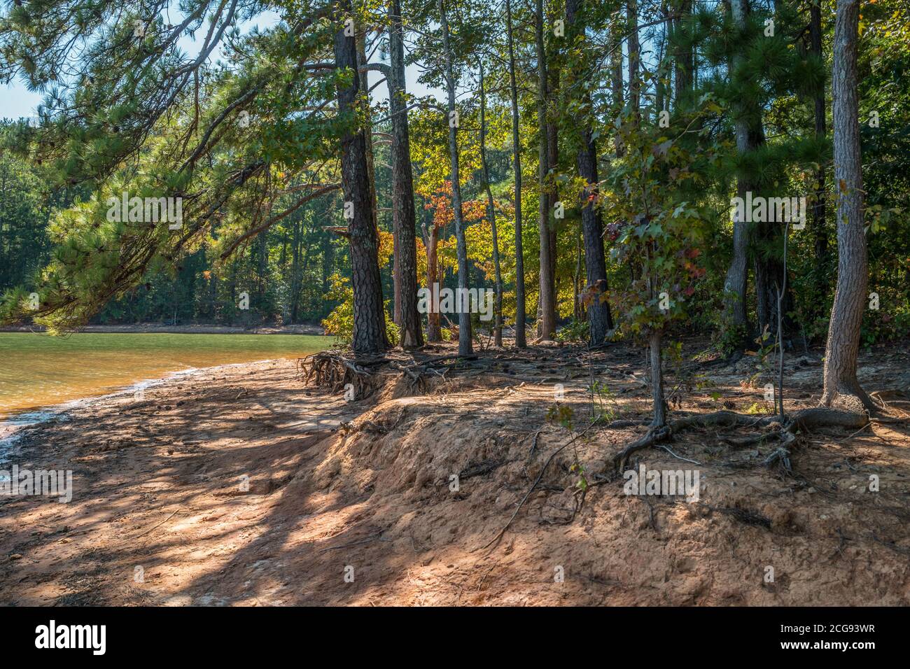 Tree root roots erosion bank hi-res stock photography and images - Alamy