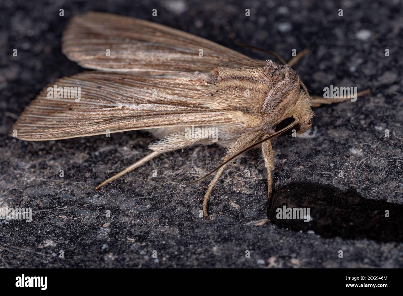 Wainscot Moth of the Tribe Leucaniini Stock Photo - Alamy