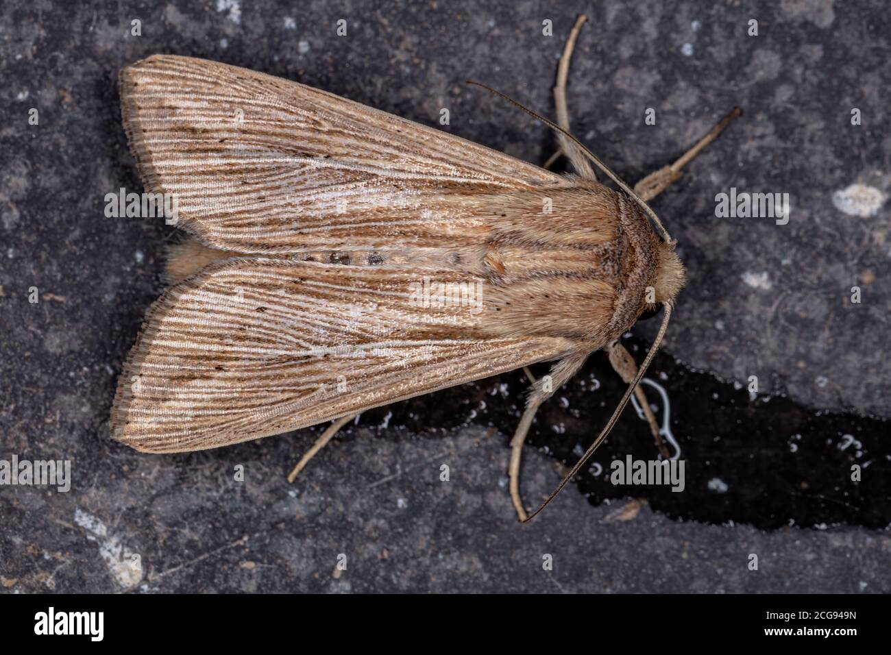 Wainscot Moth of the Tribe Leucaniini Stock Photo - Alamy