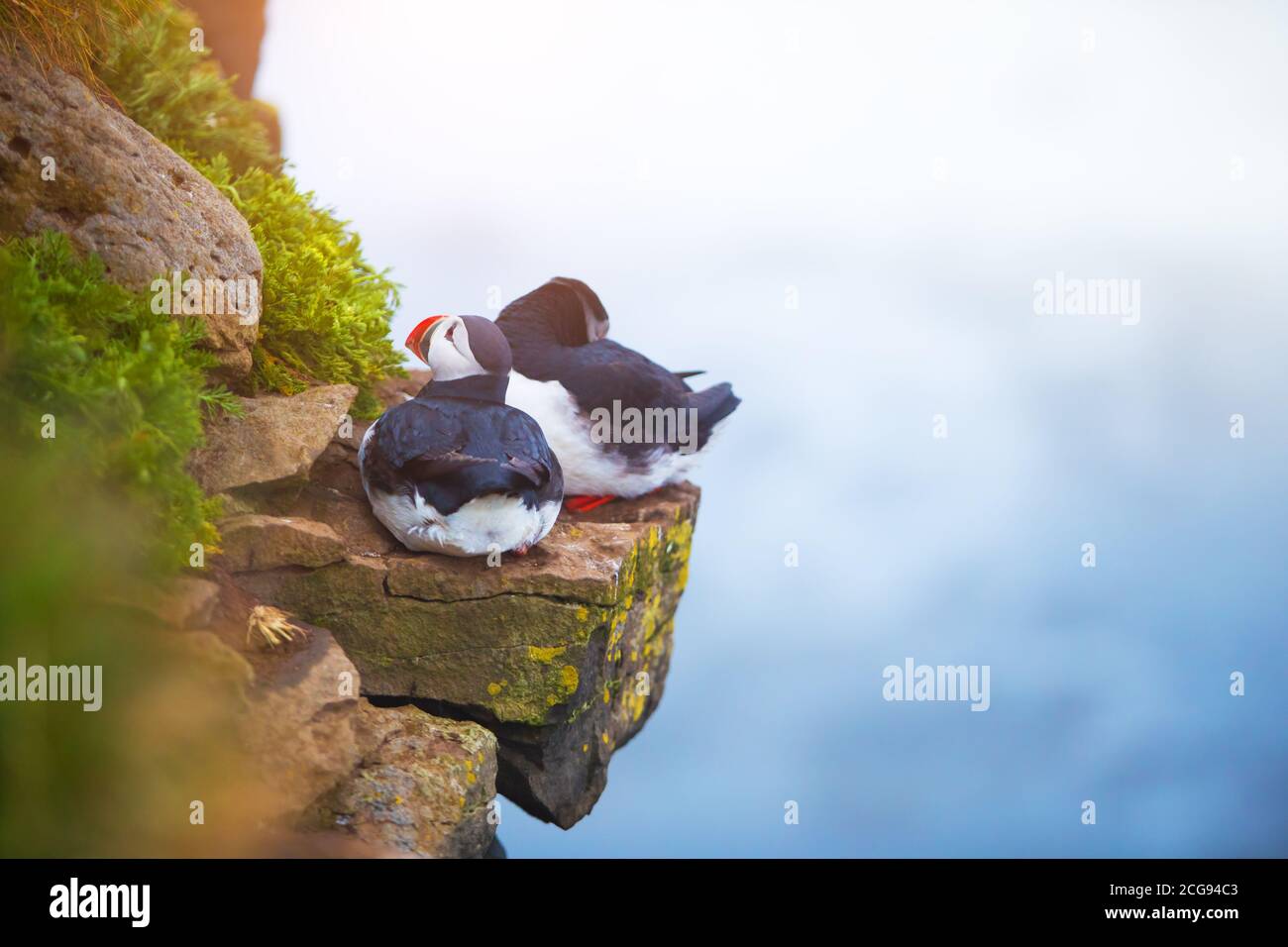 Cute iconic puffin birds, Iceland. These birds are one of the symbols ...