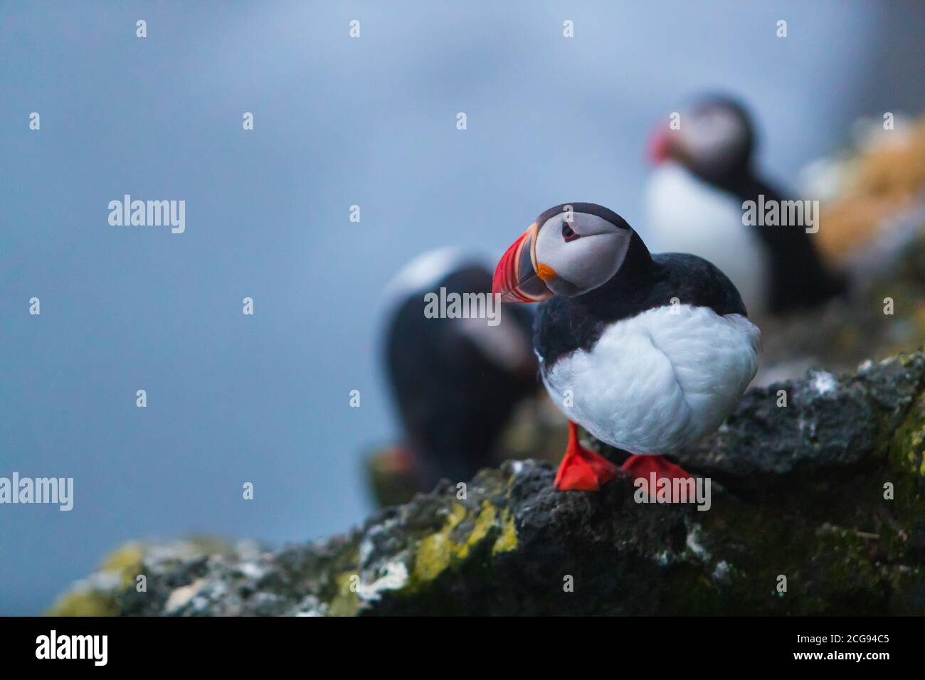 Cute iconic puffin birds, Iceland. These birds are one of the symbols ...
