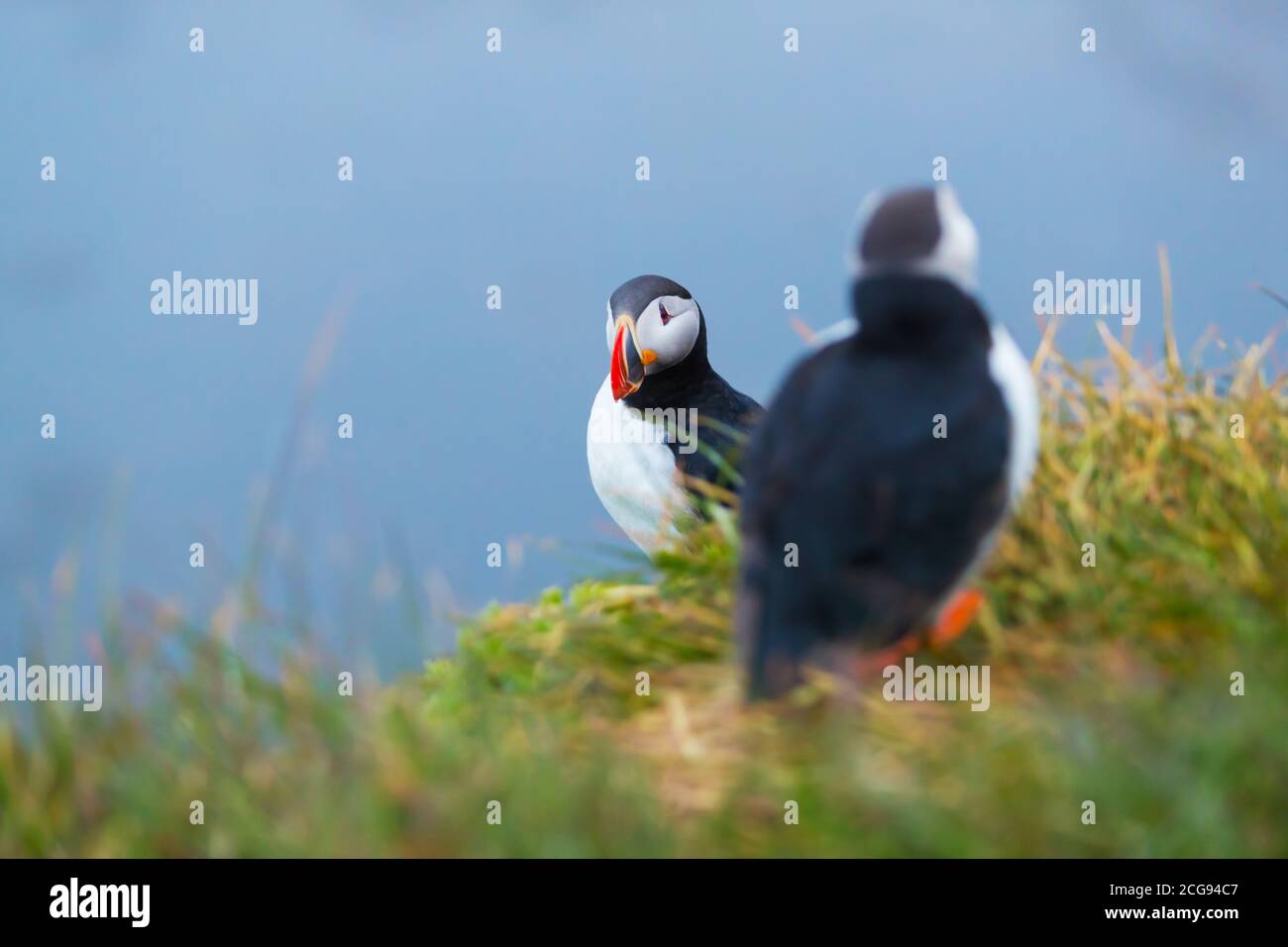 Cute iconic puffin birds, Iceland. These birds are one of the symbols ...