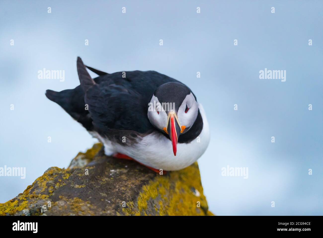Cute iconic puffin bird, Iceland. These birds are one of the symbols of ...