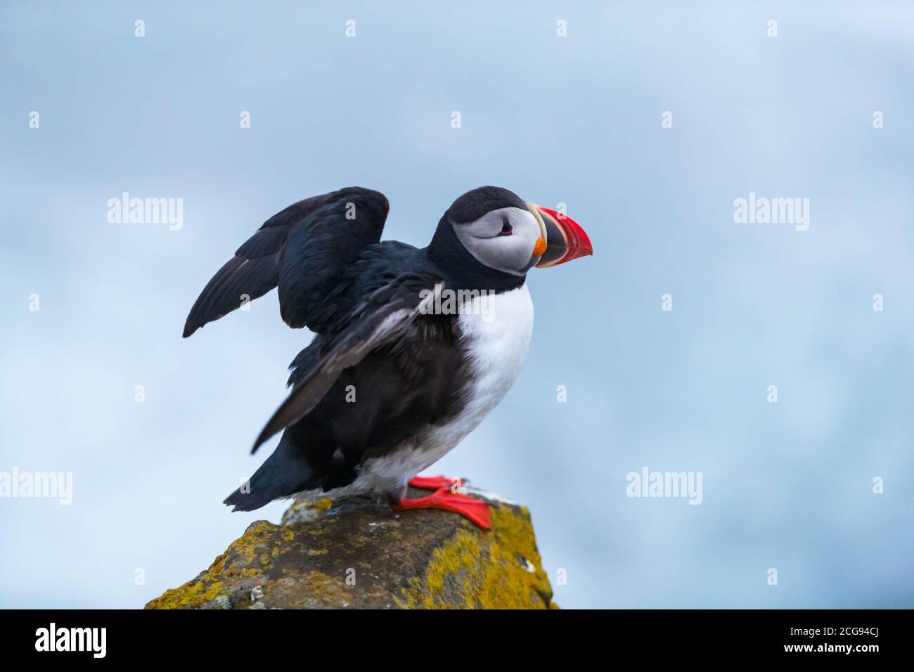 Cute iconic puffin bird, Iceland. These birds are one of the symbols of ...