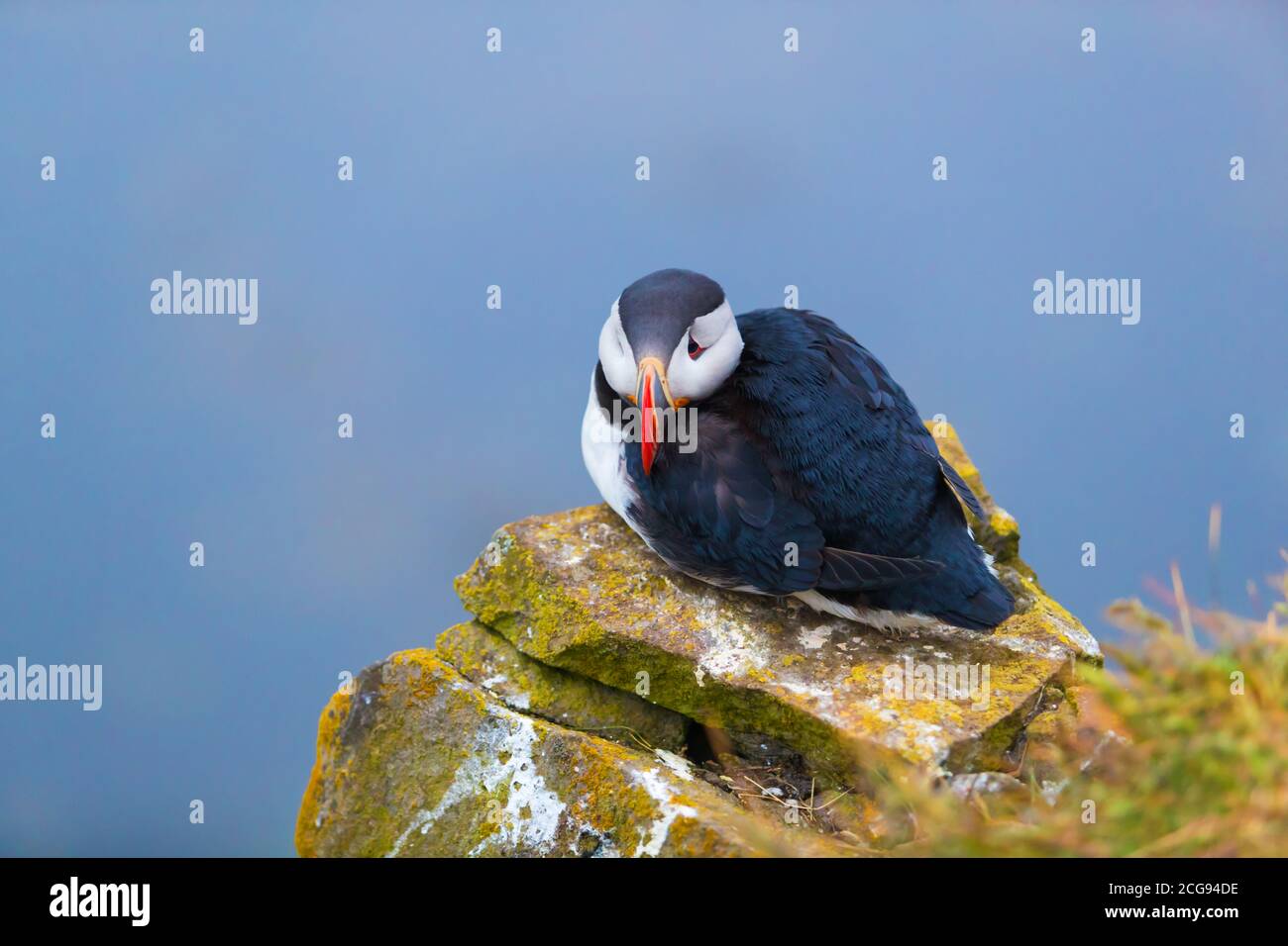 Cute iconic puffin bird, Iceland. These birds are one of the symbols of ...