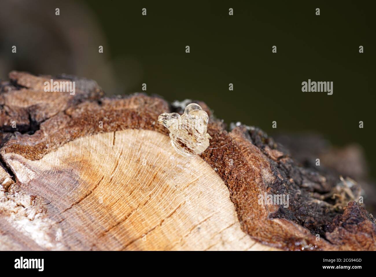 Tree resin on a freshly cut tree with the macro photographed ...