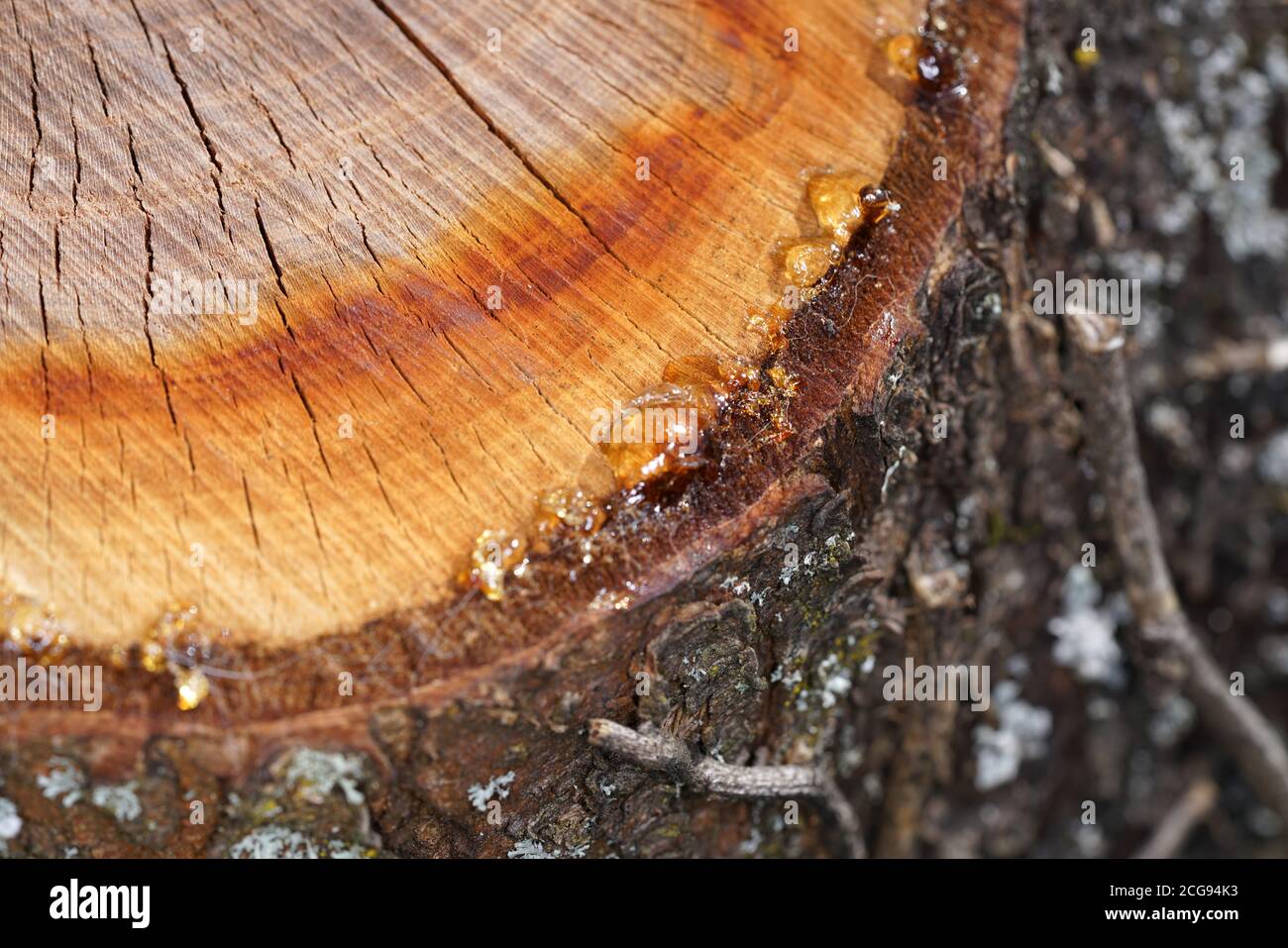 Tree resin on a freshly cut tree with the macro photographed ...