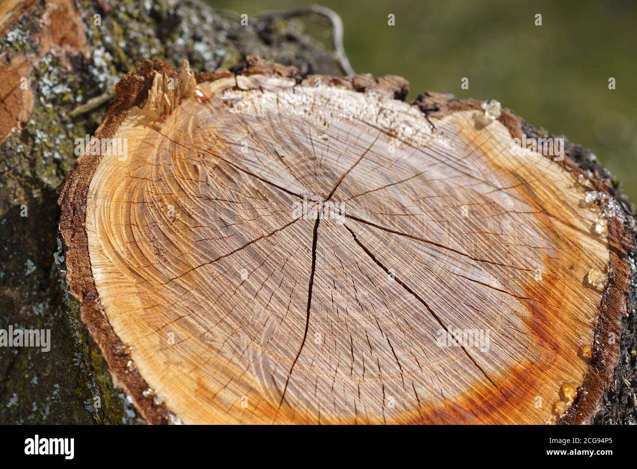 Tree resin on a freshly cut tree with the macro photographed ...