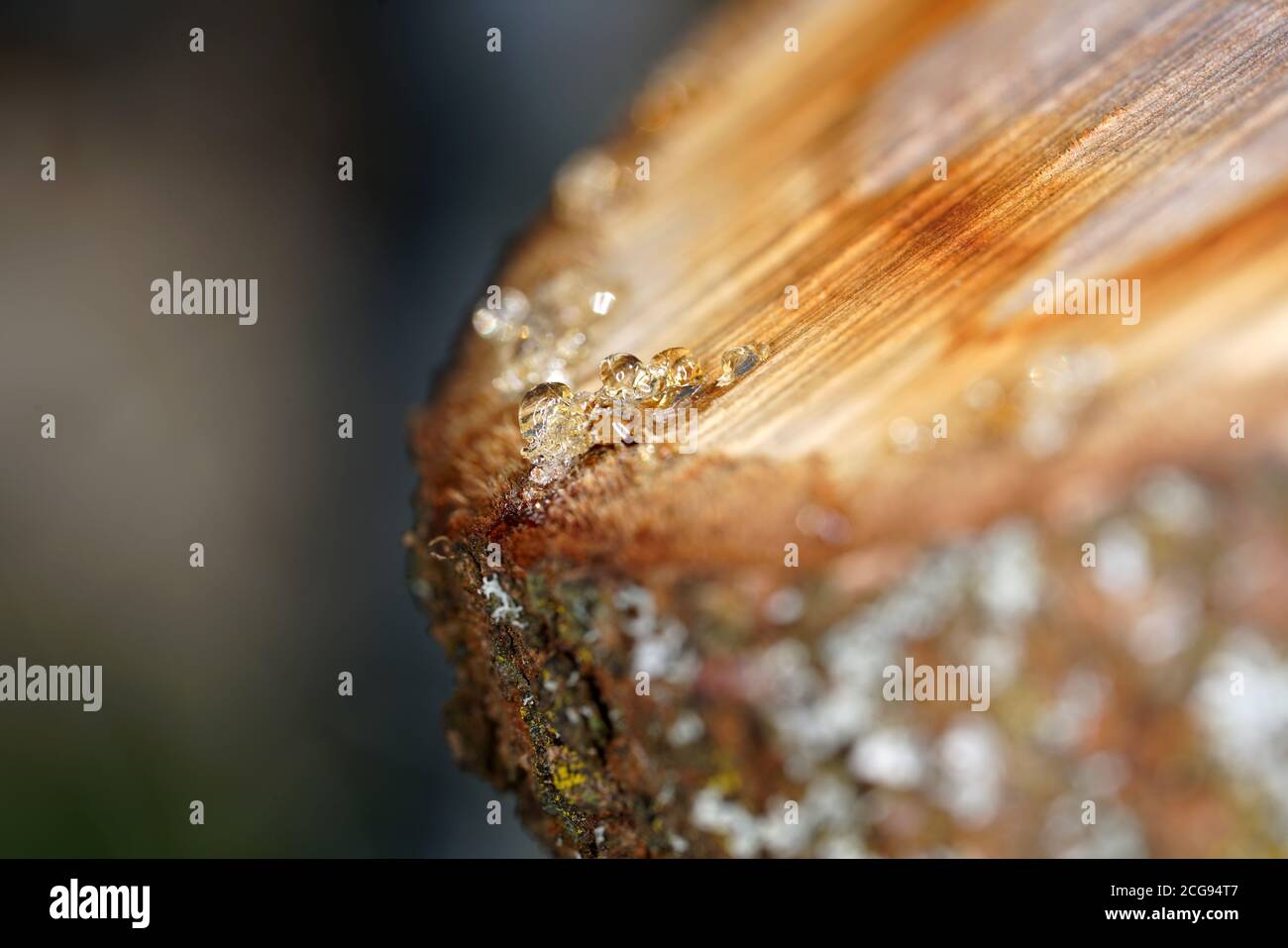 Tree resin on a freshly cut tree with the macro photographed ...