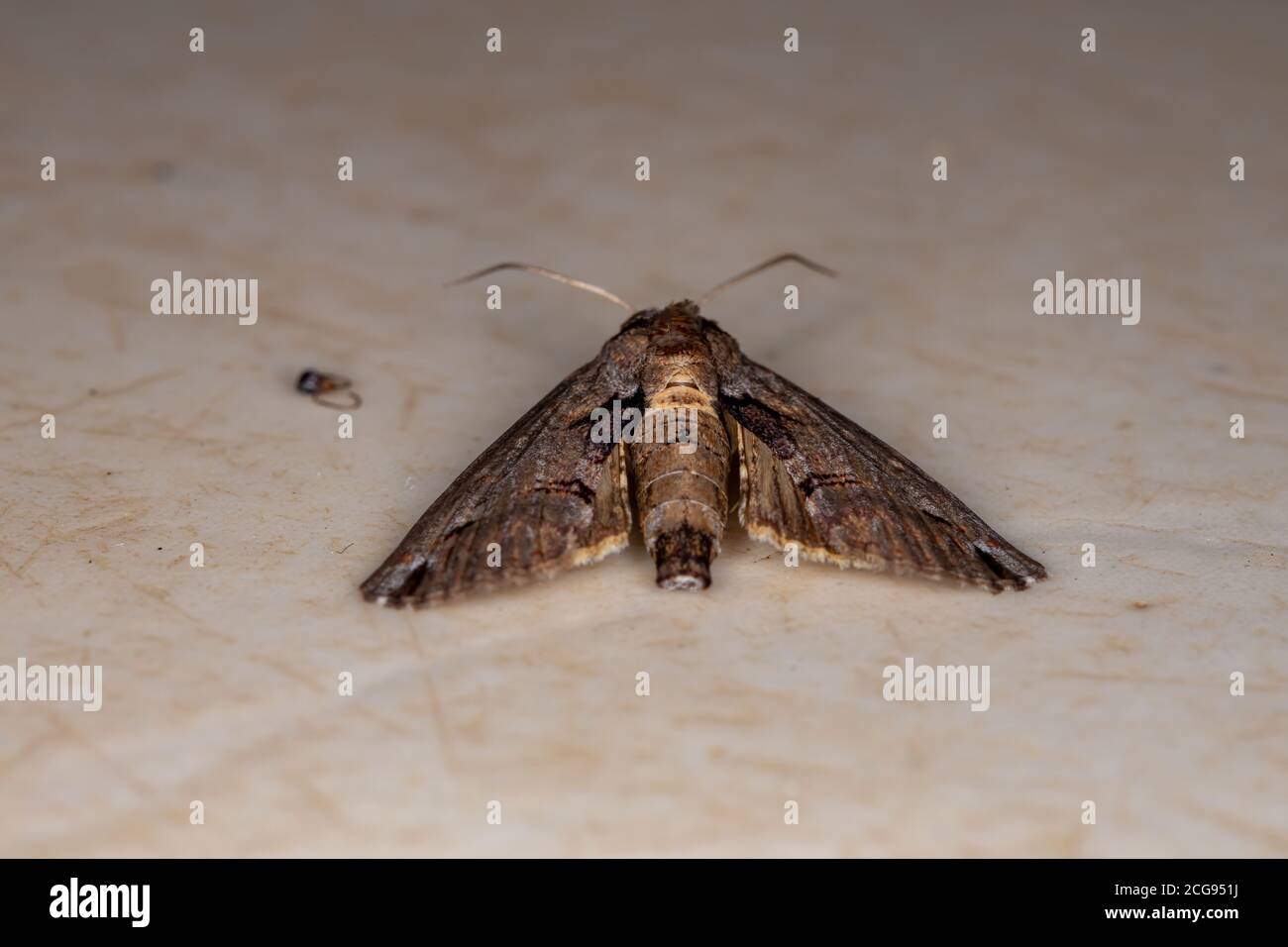 Euteliid Moth of the Family Euteliidae Stock Photo - Alamy