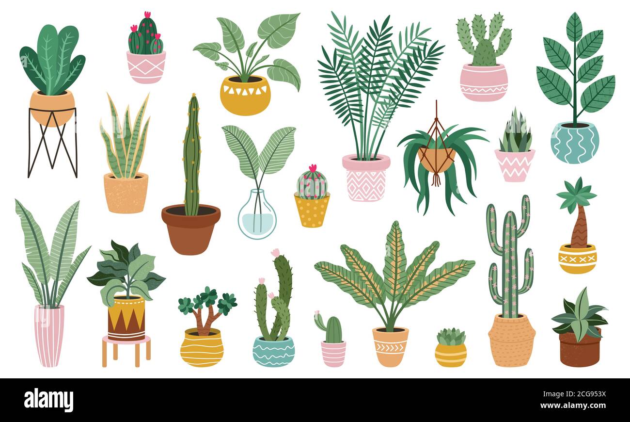 Plant in pots. Home potted plants, flower house plants, ficus, cacti ...