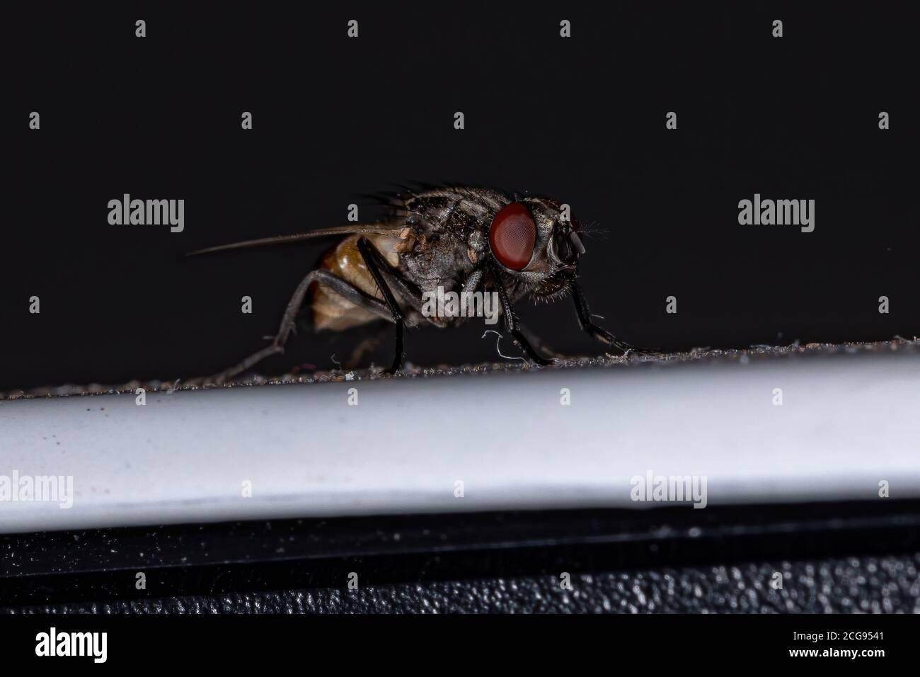 Musca domestica mouth hi-res stock photography and images - Alamy