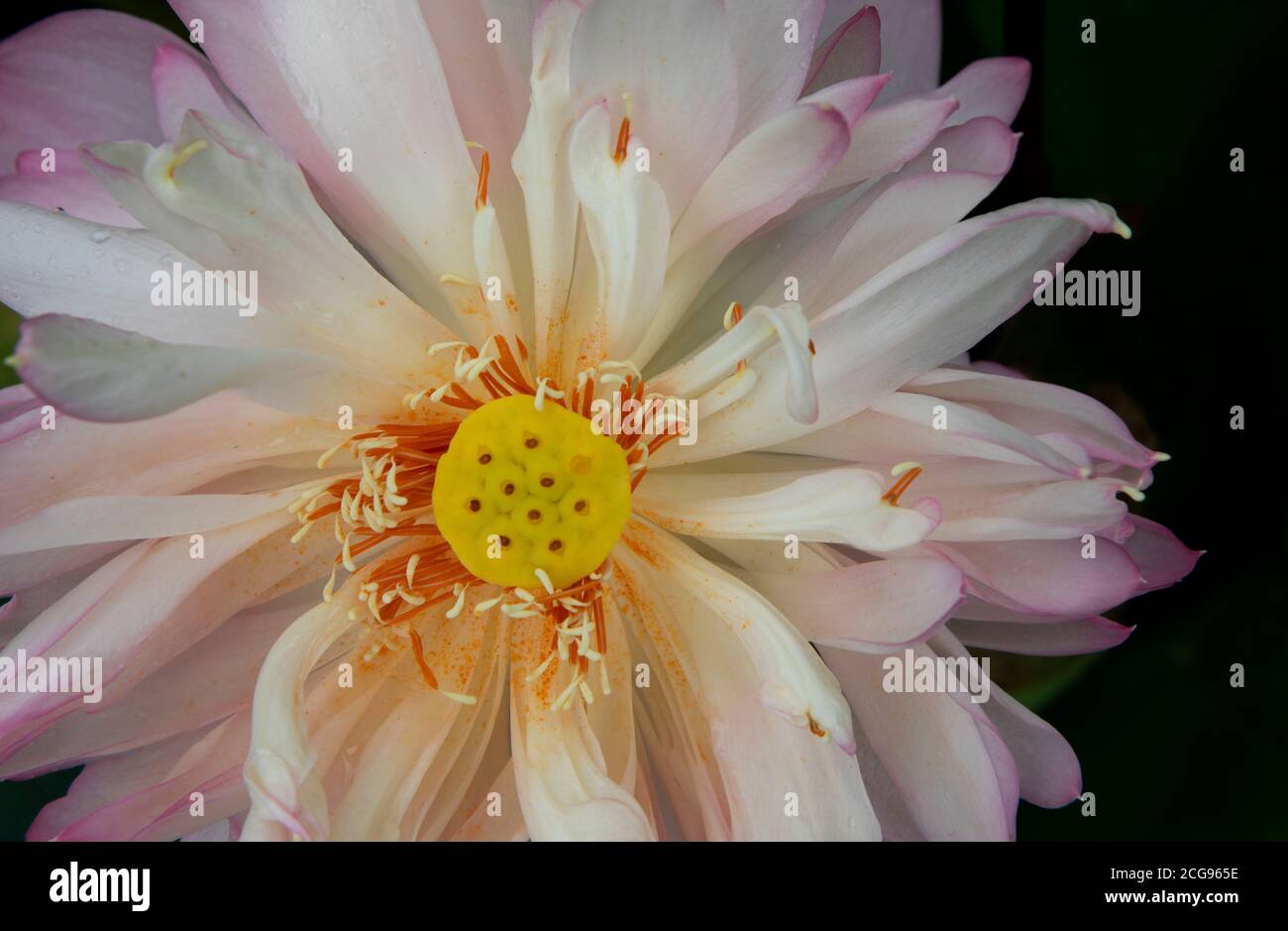 Pink petals of lotus in a beautiful pattern in a green background Stock ...