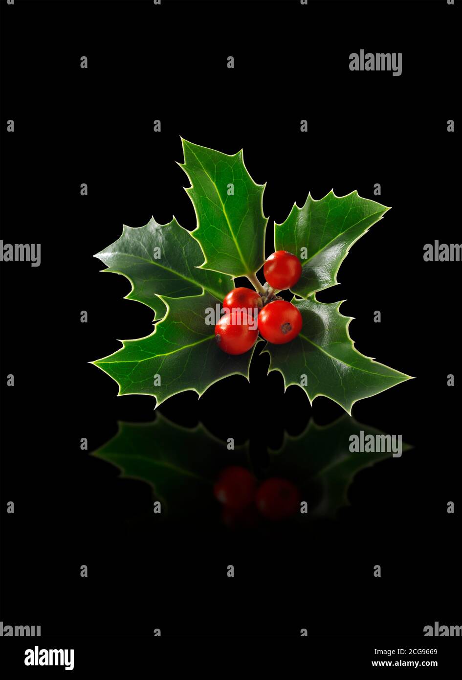 Sprig Holly High Resolution Stock Photography and Images - Alamy