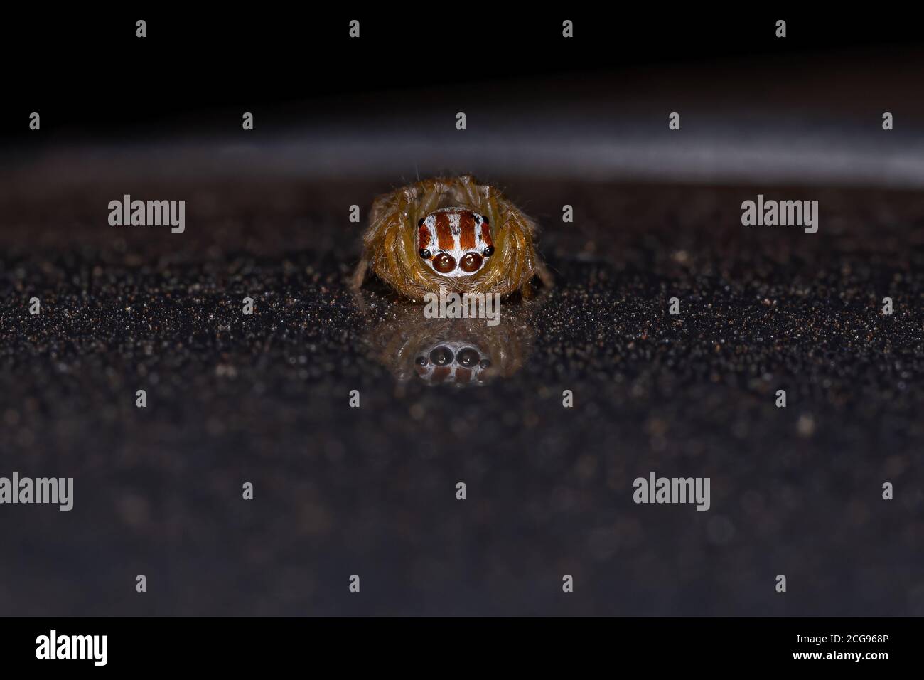 Jumping Spider of the Genus Chira Stock Photo - Alamy