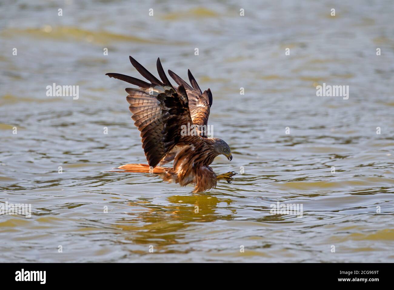 Animals with red claws hi-res stock photography and images - Alamy