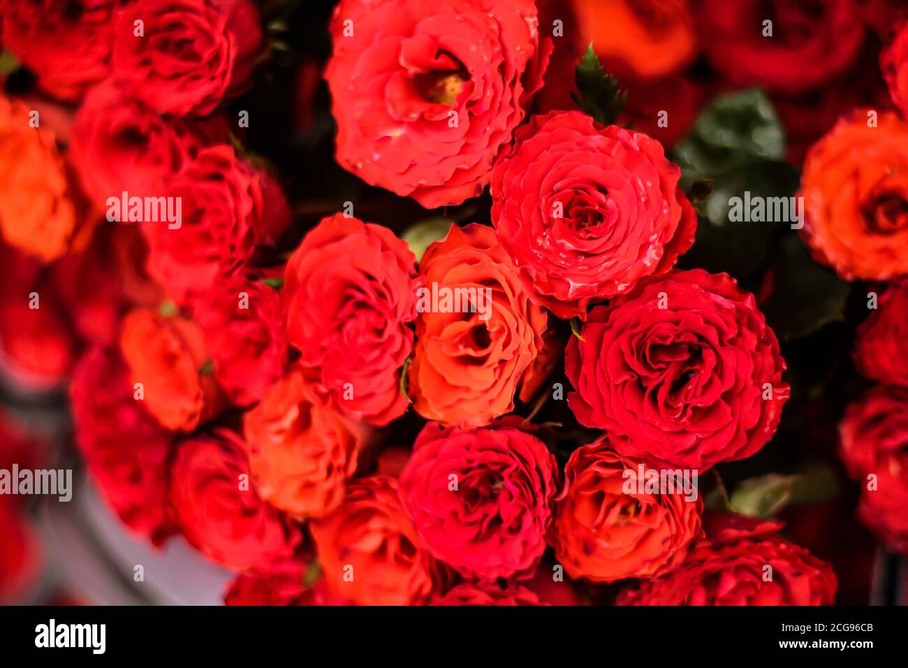 Red rose bunch close up stock photo Stock Photo - Alamy
