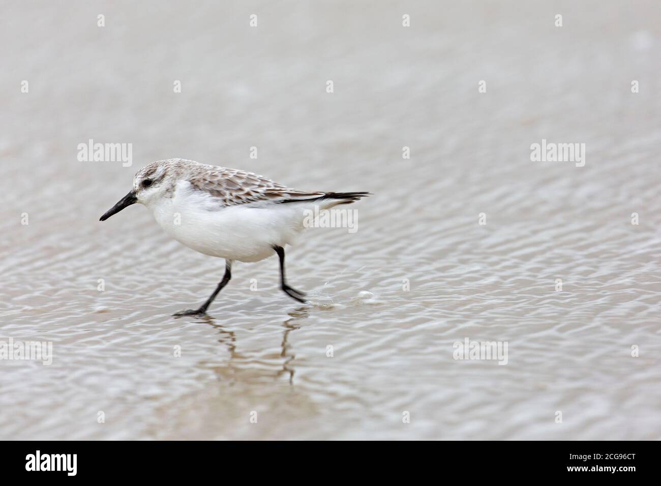 Sanderling in winter plumage hi-res stock photography and images - Alamy