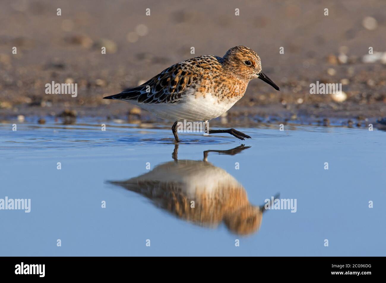 Sanderling (Calidris alba) in breeding plumage foraging on the beach in ...