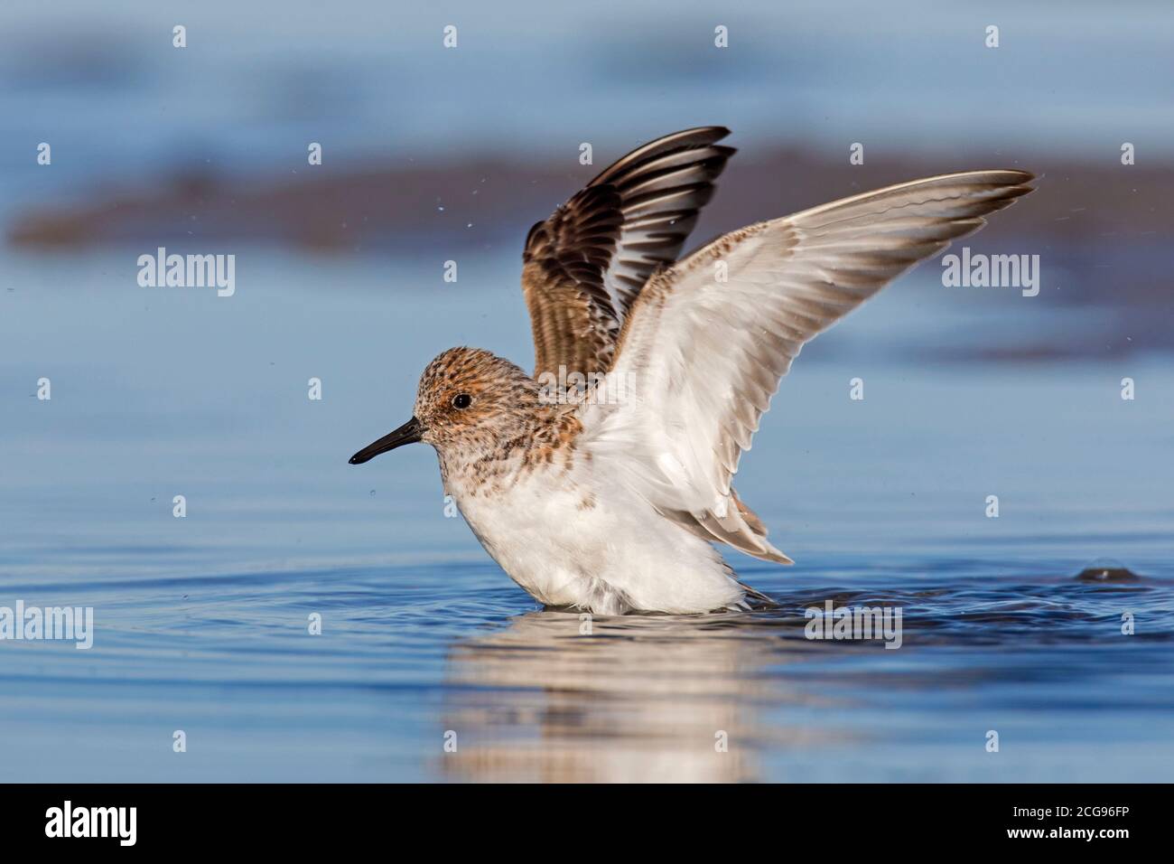Sanderling (Calidris alba) in breeding plumage flapping its wings on ...