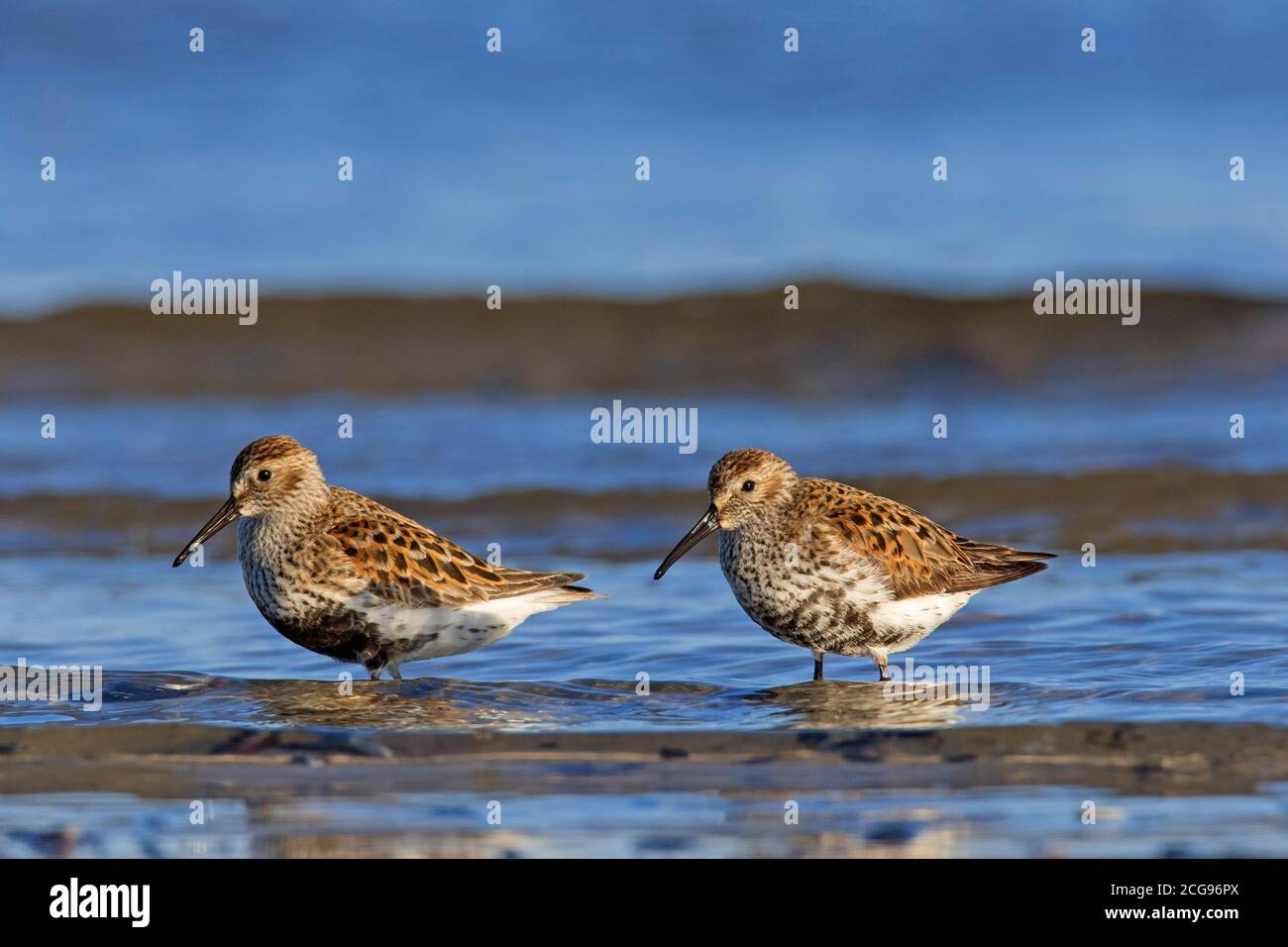 Dunlin uk marsh hi-res stock photography and images - Alamy