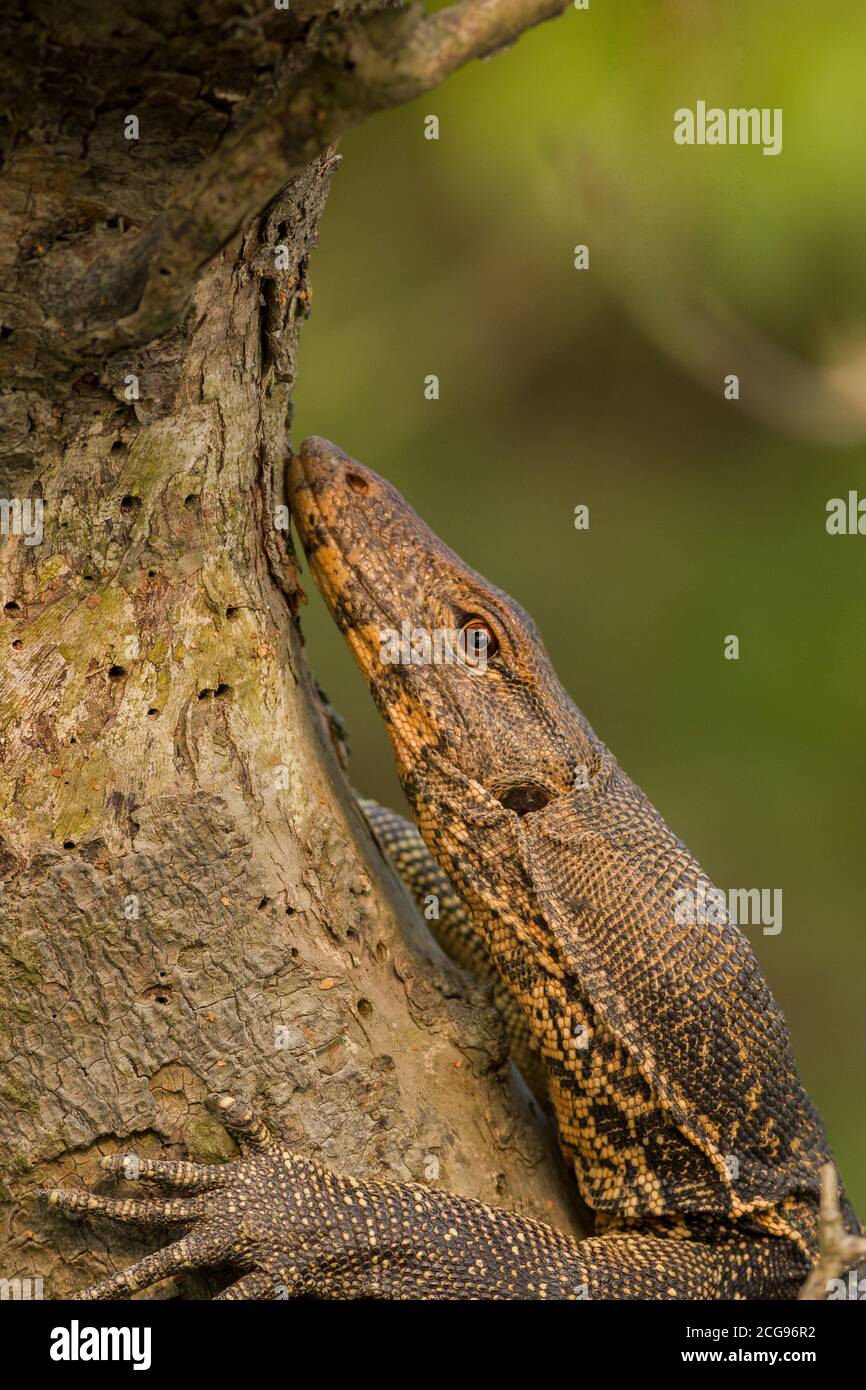 Tree hugging tiger hi-res stock photography and images - Alamy