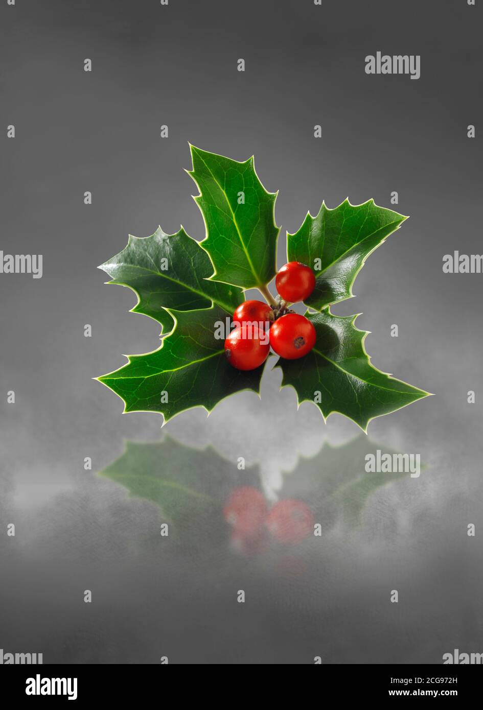Sprig of holly hi-res stock photography and images - Alamy