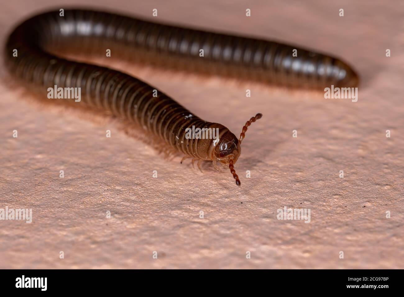 Snake millipedes hi-res stock photography and images - Alamy