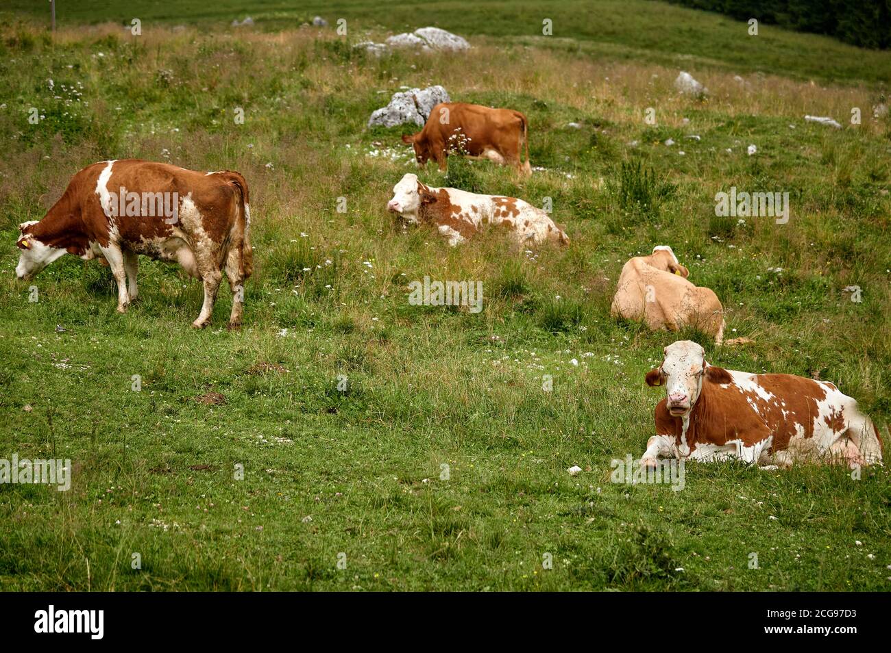 images of animals Stock Photo - Alamy