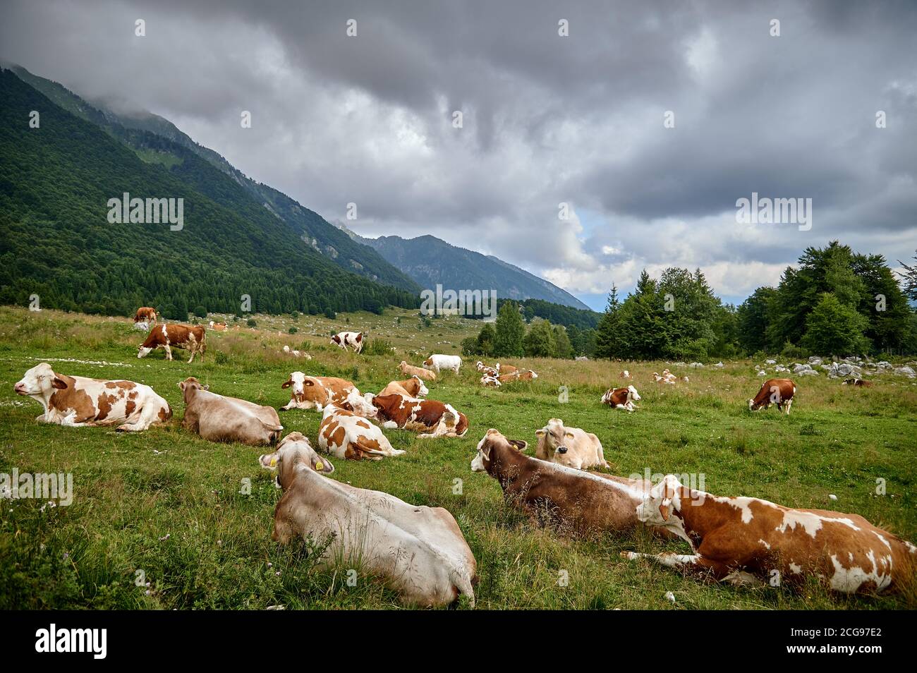 images of animals Stock Photo - Alamy