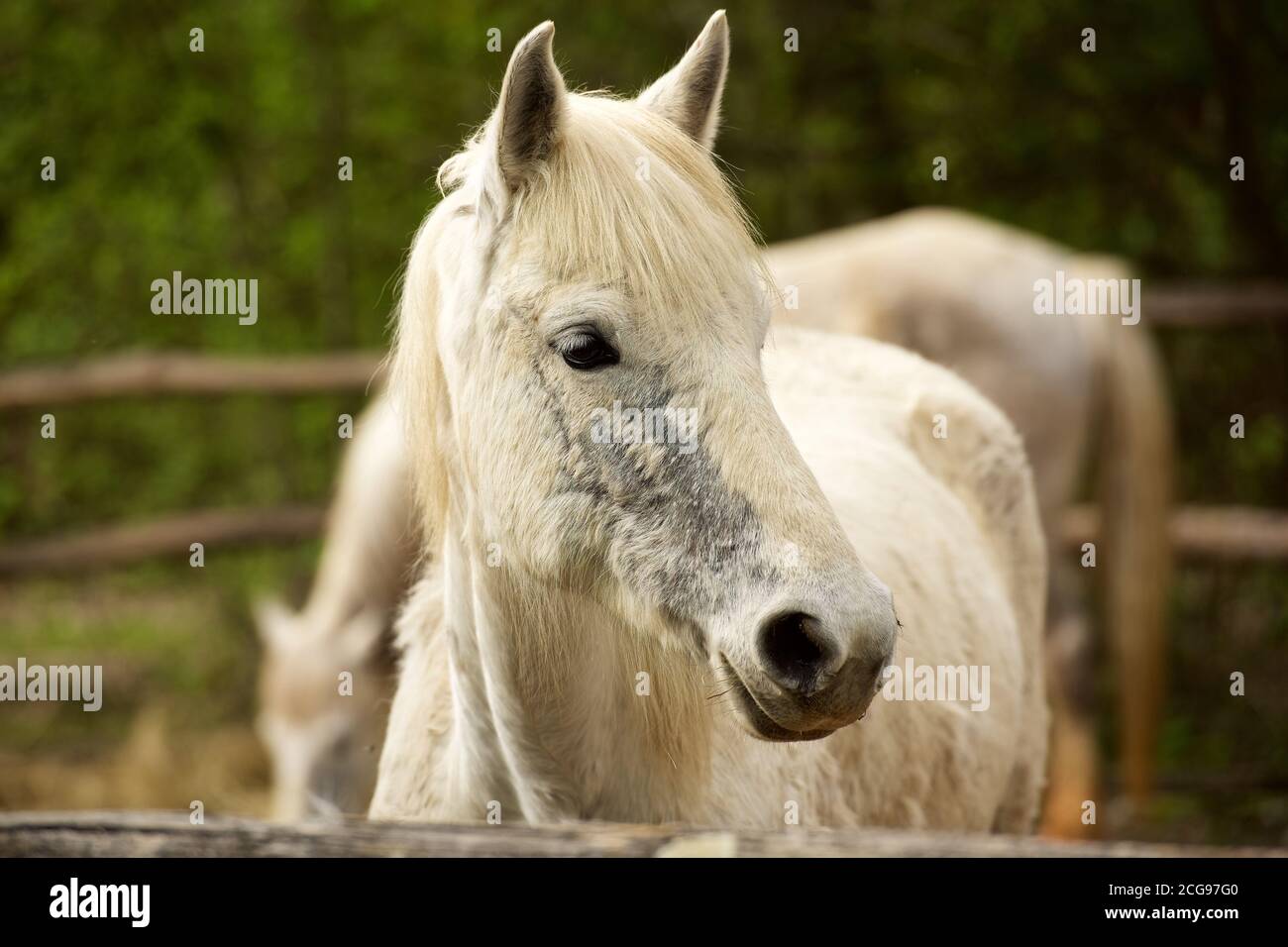 Images of horses hi-res stock photography and images - Alamy