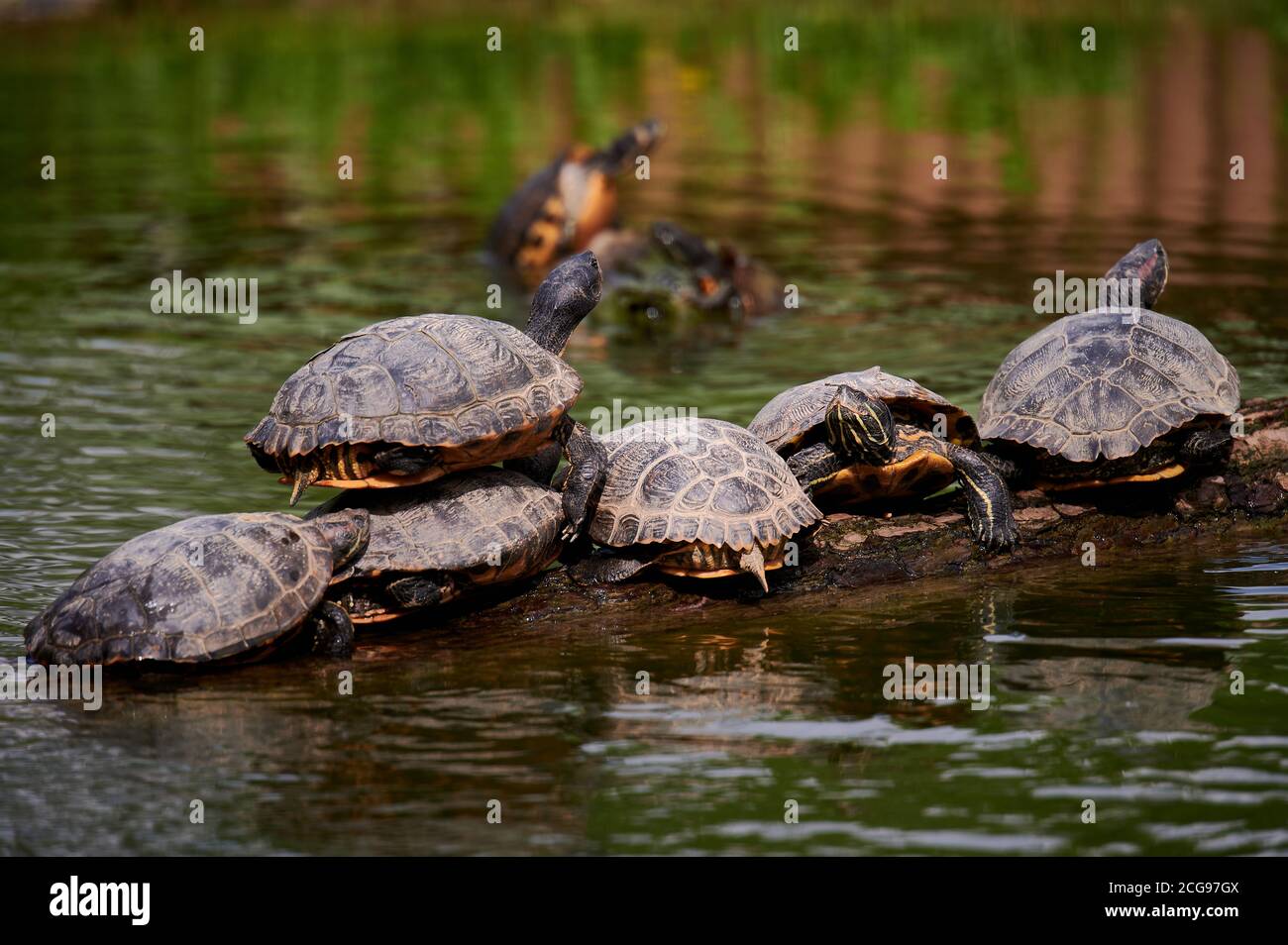 images of animals Stock Photo - Alamy