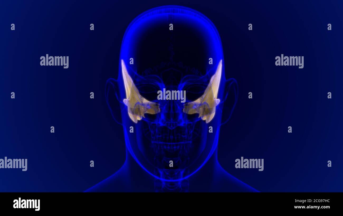 Human Skeleton Skull Temporal Bone Anatomy For Medical Concept 3D ...