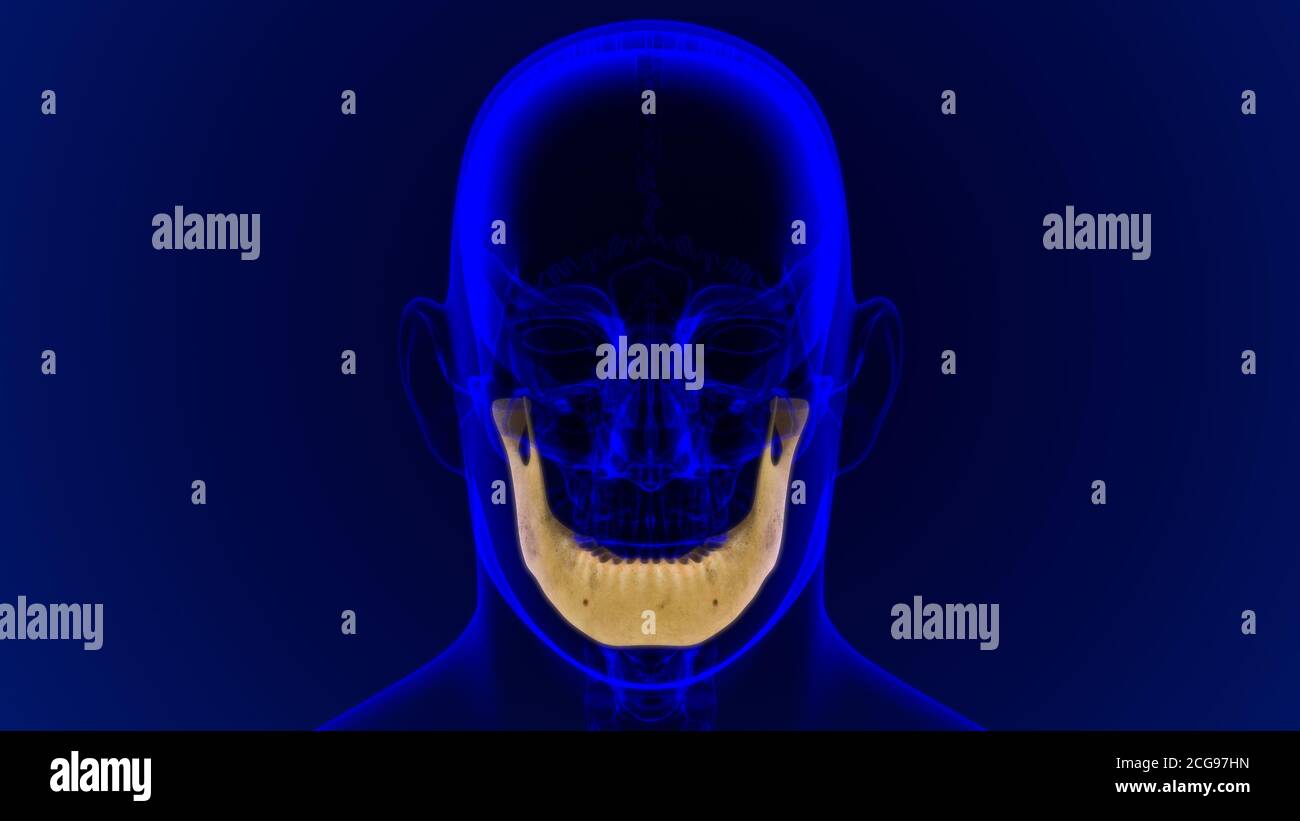 Human Skeleton Skull Mandible Bone Anatomy For Medical Concept 3D ...