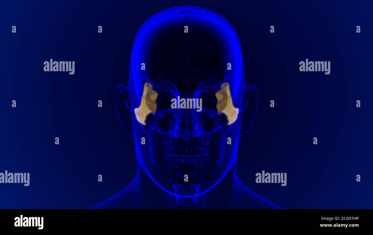 Human Skeleton Skull Zygomatic Bone Anatomy For Medical Concept 3D ...