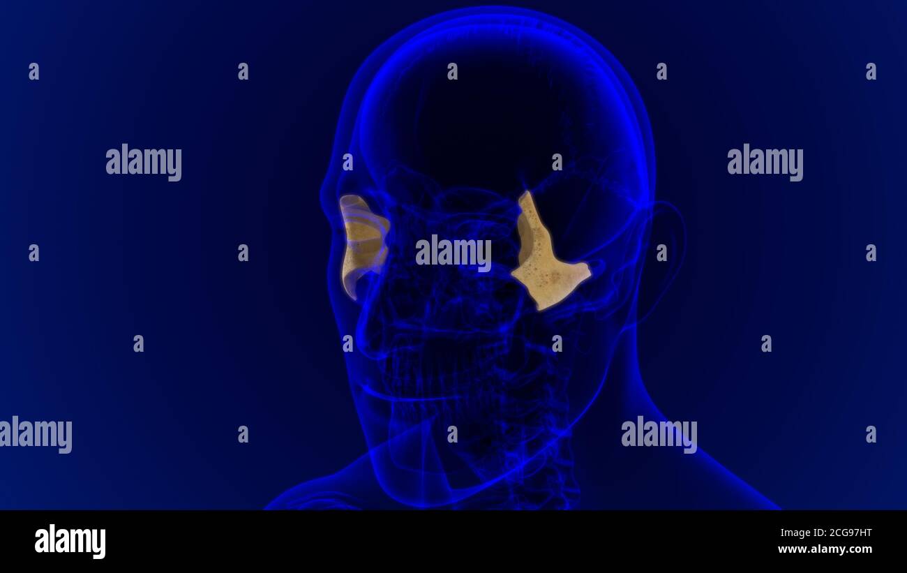 Human Skeleton Skull Zygomatic Bone Anatomy For Medical Concept 3D ...