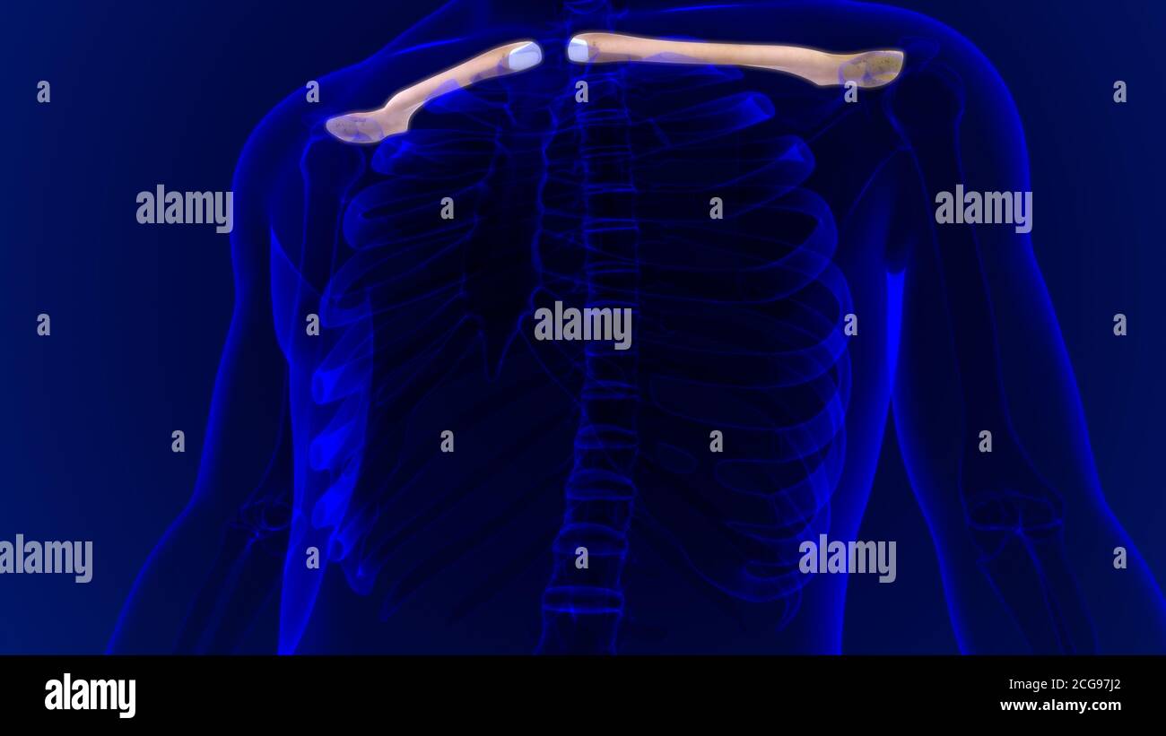 Human skeleton anatomy Clavicle Bones 3D Rendering For Medical Concept ...