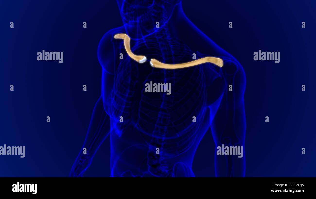 Human skeleton anatomy Clavicle Bones 3D Rendering For Medical Concept ...