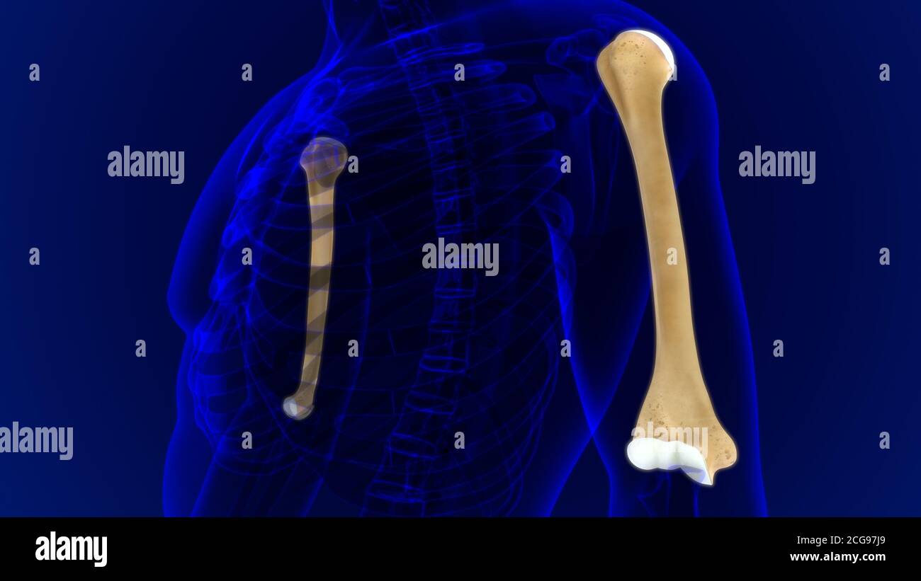 Human skeleton anatomy Humerus Bone 3D Rendering For Medical Concept ...