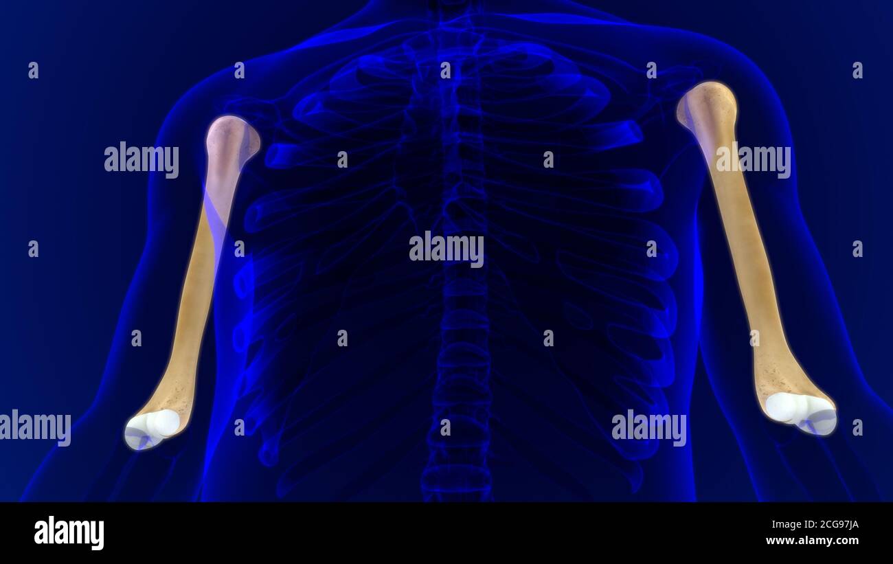 Human skeleton anatomy Humerus Bone 3D Rendering For Medical Concept ...